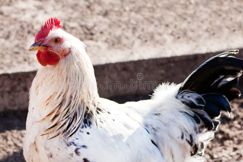 Rooster in the Poultry Yard. Stock Image - Image of cockerel, beak ...