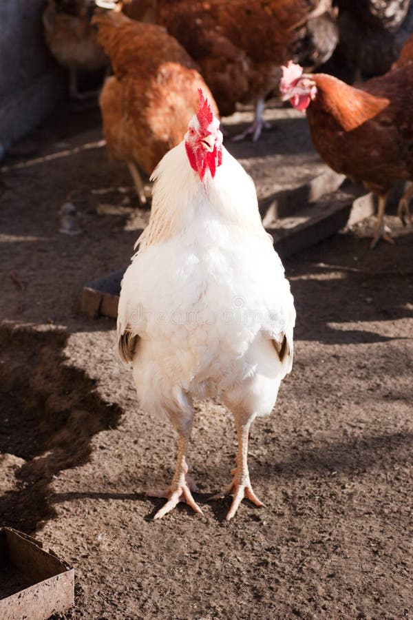 Rooster in the Poultry Yard. Stock Photo - Image of celebration ...