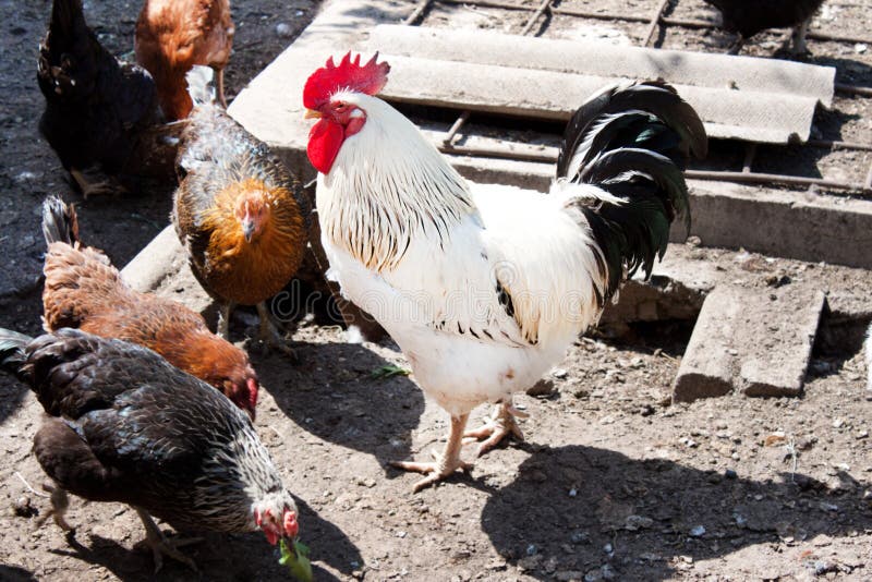 Rooster in the Poultry Yard. Stock Photo - Image of domestic, crest ...