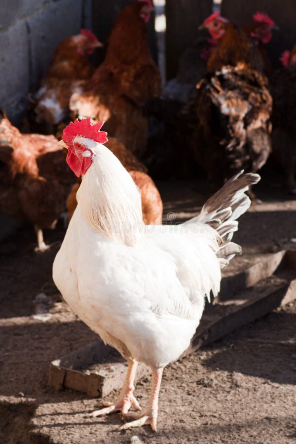 Rooster in the Poultry Yard. Stock Image - Image of card, broiler: 82103969