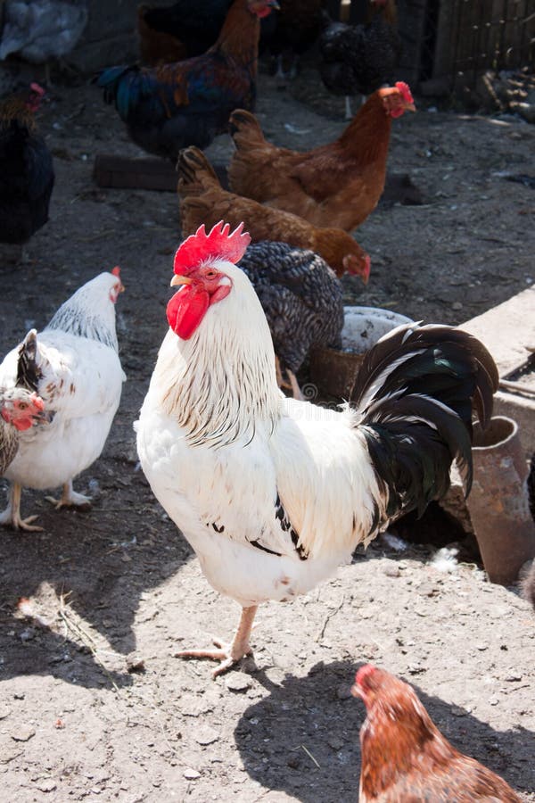Rooster in the Poultry Yard. Stock Image - Image of feather, summer ...