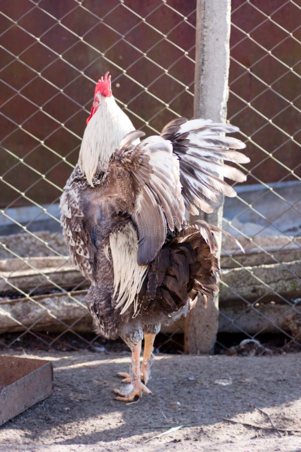 Rooster in the Poultry Yard. Stock Image - Image of background, shot ...