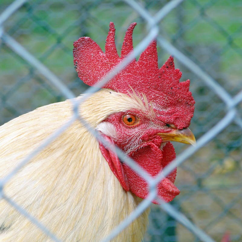 Rooster profile. stock photo. Image of wire, feather - 15887014