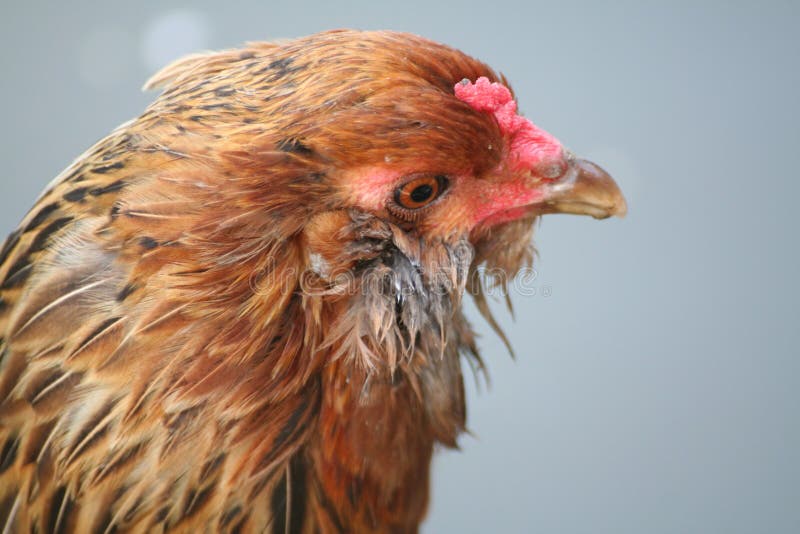 Rooster Profile stock photo. Image of rooster, manly, closeup - 2017144
