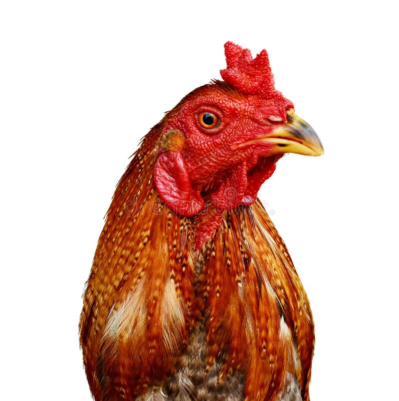 Rooster profile. stock image. Image of farm, wildlife - 204129061