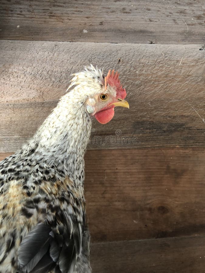 Rooster profile stock photo. Image of cream, head, feathers - 131023280