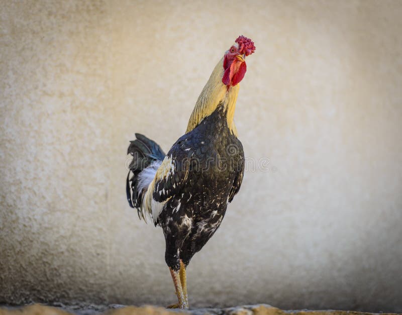 Rooster profile stock photo. Image of color, single, isolated - 48453308