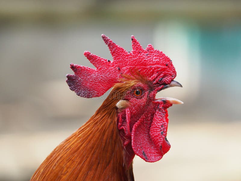 Rooster profile stock photo. Image of brown, male, chicken - 86253982