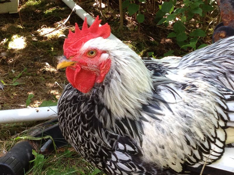 Rooster profile stock photo. Image of side, cochin, chicken - 42895492