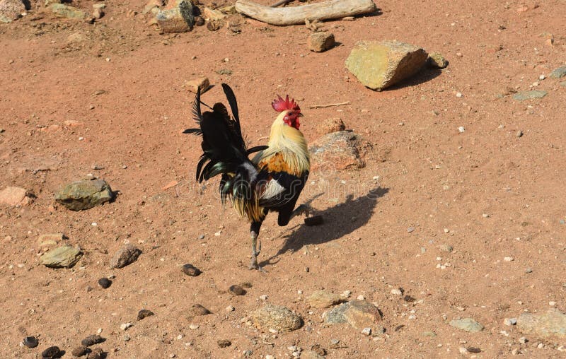 Rooster Proudly Walking Away with Ruffled Feathers Stock Image - Image ...