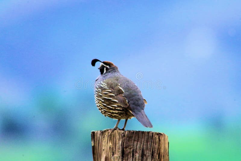Rooster Quail on a Fence Post Stock Photo - Image of rooster, feathers ...