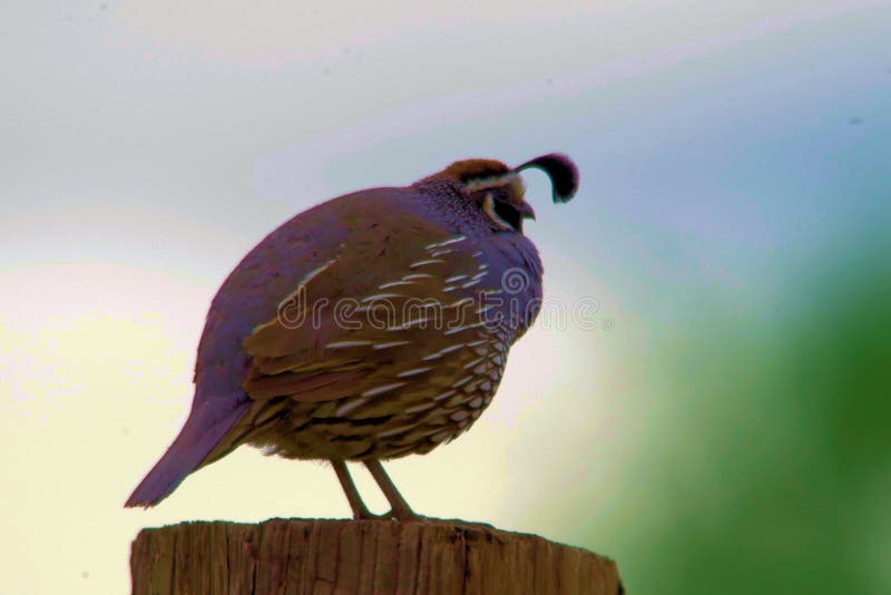 Rooster Quail on a Fence Post Stock Image - Image of quail, early: 74772241