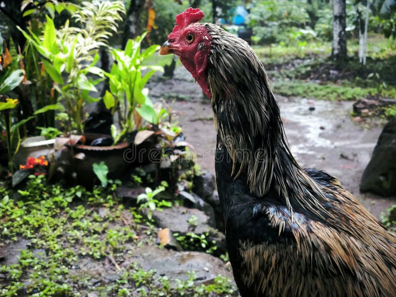A Rooster in a Quiet Village Stock Photo - Image of garden, quiet ...