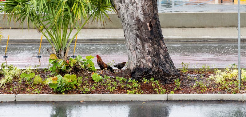 Rooster in the Rain. stock photo. Image of chicken, agriculture - 60848672