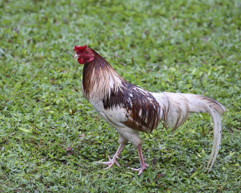 Rooster in the rain stock image. Image of feather, gallus - 65146301