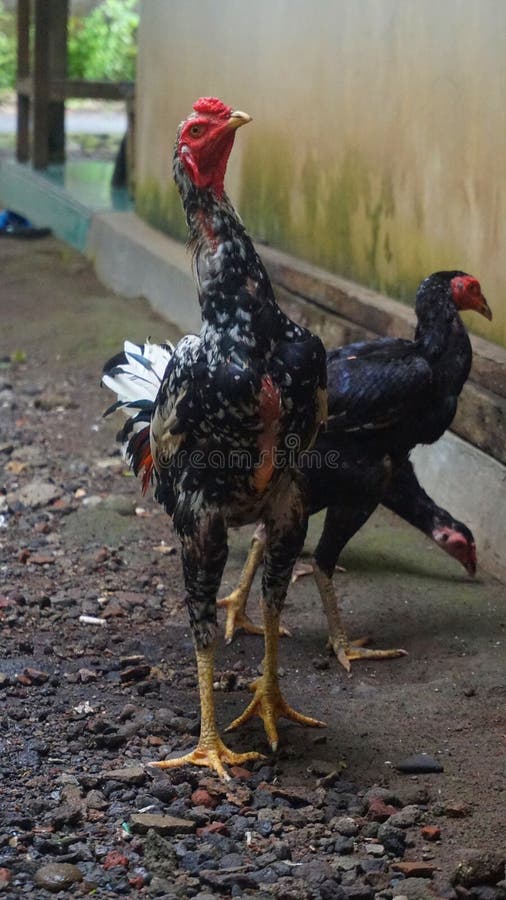 The Rooster is Raising His Head Stock Photo - Image of duck, bird ...