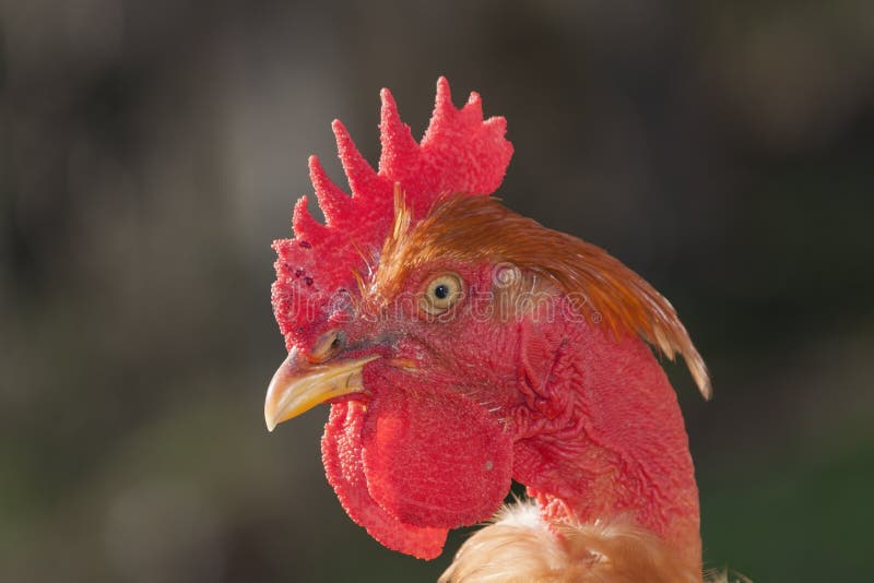 Rooster. stock image. Image of roosters, male, birds - 98330687