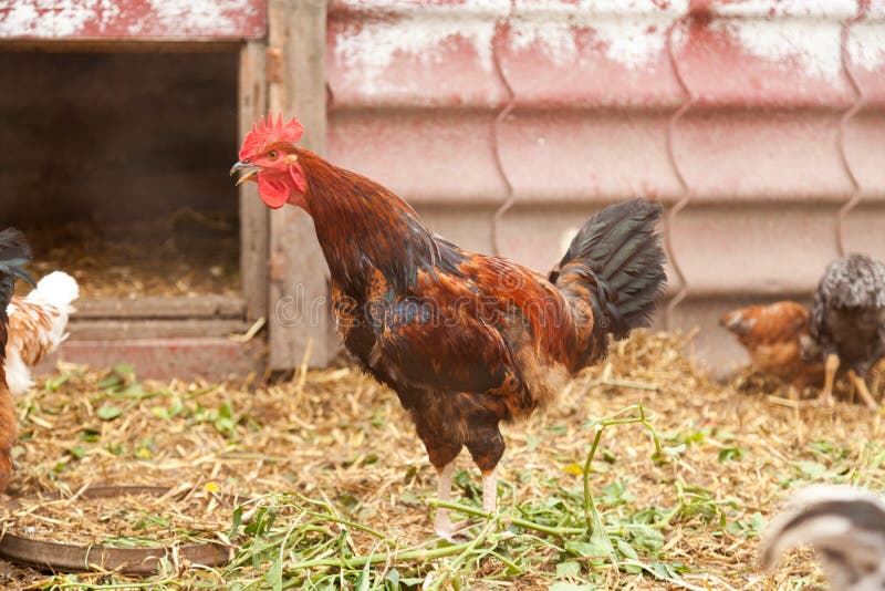 Rooster stock photo. Image of chicken, feather, creature - 64317136