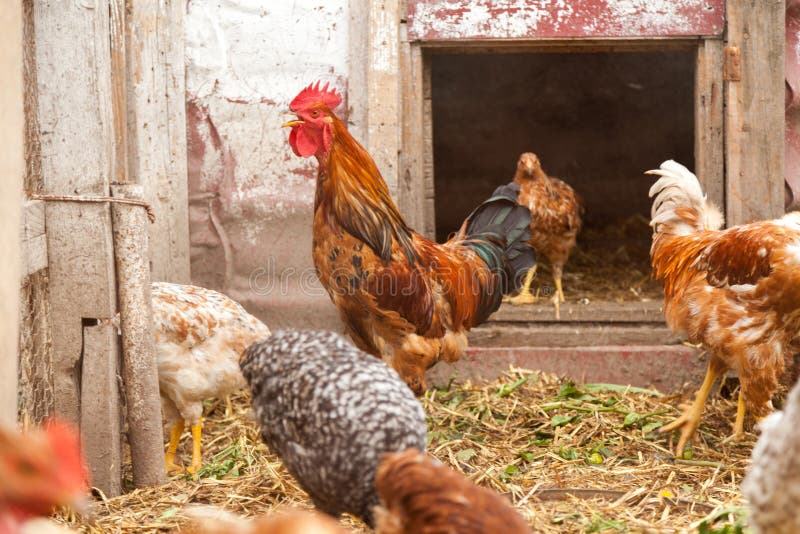 Rooster stock photo. Image of magnificent, chickens, foul - 64317212