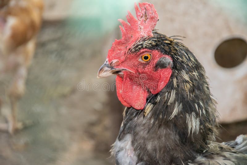 A Rooster with a Red Comb and Black Feathers. Bird Flu on Poultry Farm ...