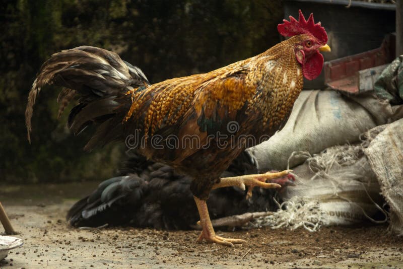 Rooster with a Red Comb at the Farm Stock Image - Image of avian, comb ...
