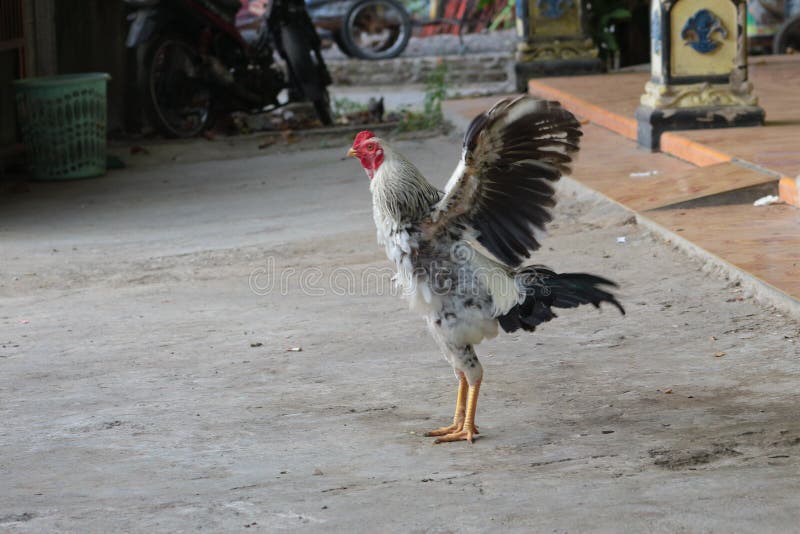 Black White Rooster Flapping Stock Photos - Free & Royalty-Free Stock ...