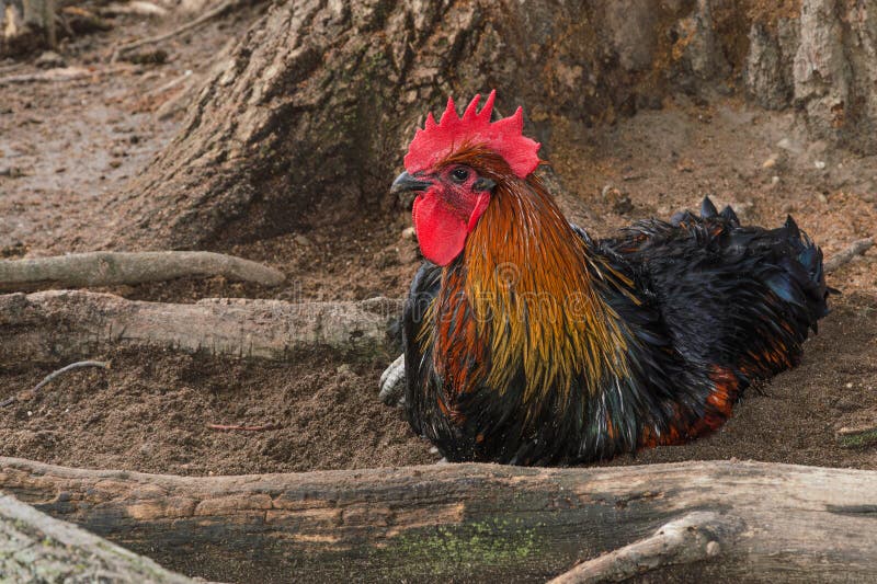 Rooster with Red Crest and Beard Lying on Ground Stock Image - Image of ...