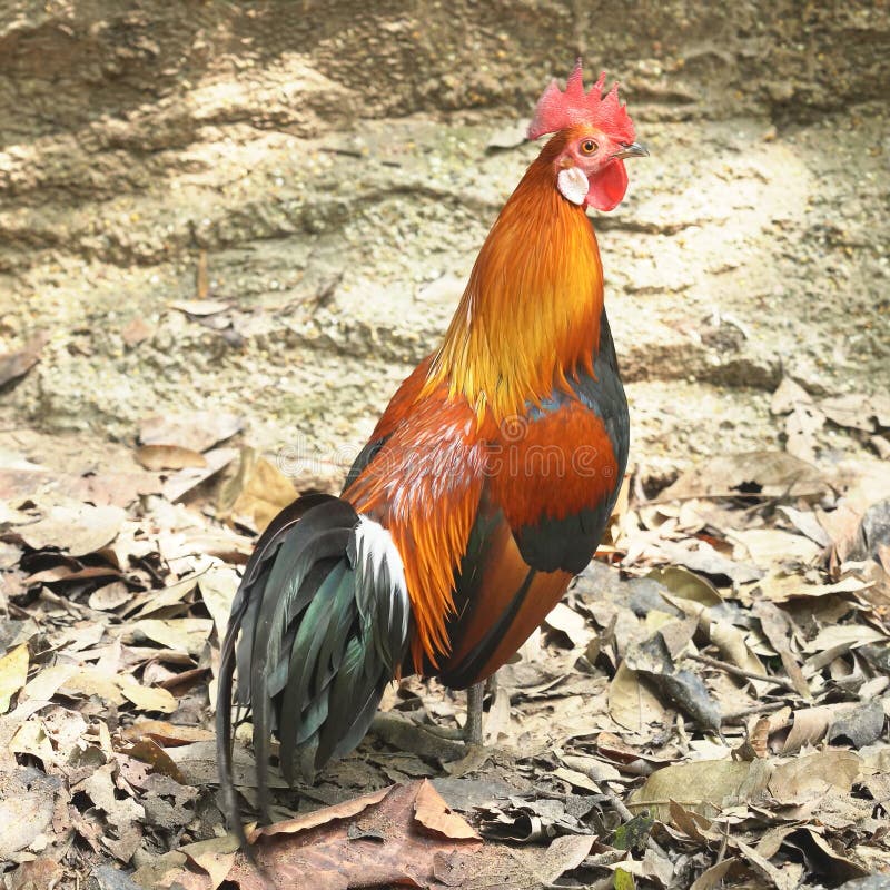 Rooster with Red Crest in Farm Stock Image - Image of closeup, live ...