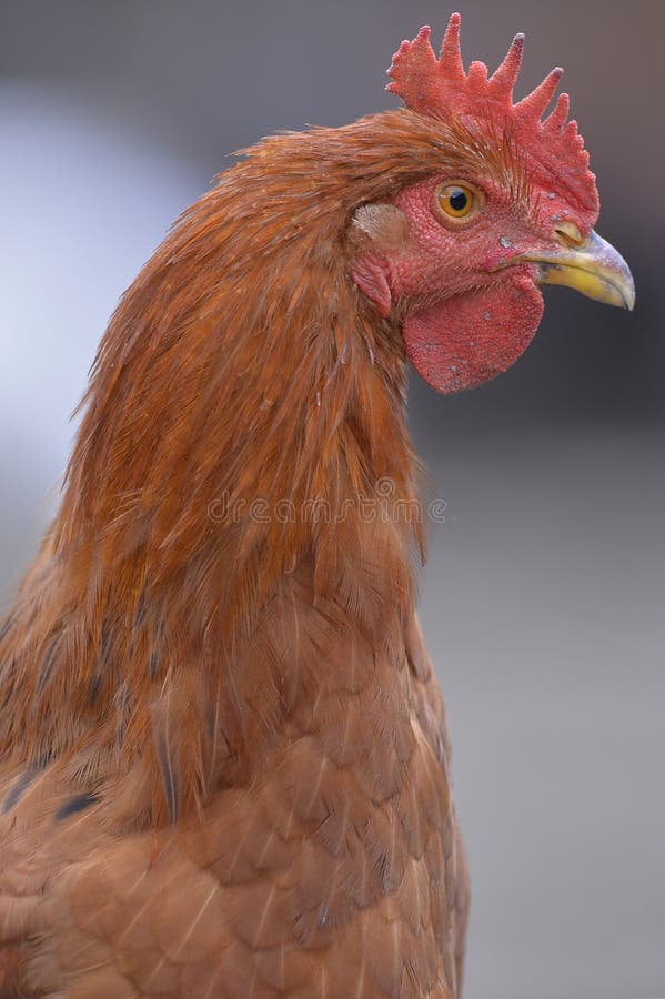 Rooster Stretching a Leg and Wing Stock Image - Image of male, feathers ...