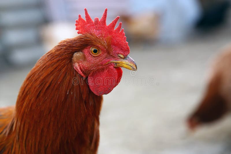 Rooster Stretching a Leg and Wing Stock Image - Image of male, feathers ...