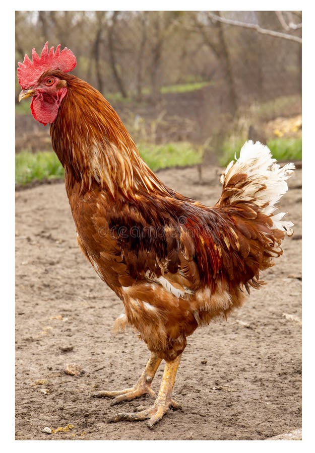 The Rooster is Red. Poultry. Stock Photo - Image of feather, elegant ...