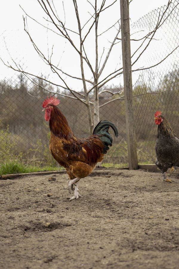 The Rooster is Red. Poultry. Stock Photo - Image of agriculture ...