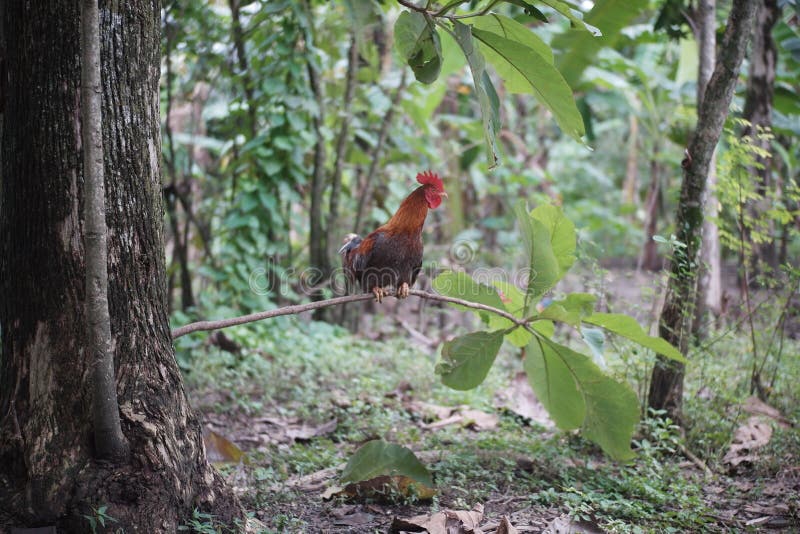 Rooster Relaxing on Tree Branch Stock Photo - Image of relaxing, flower ...