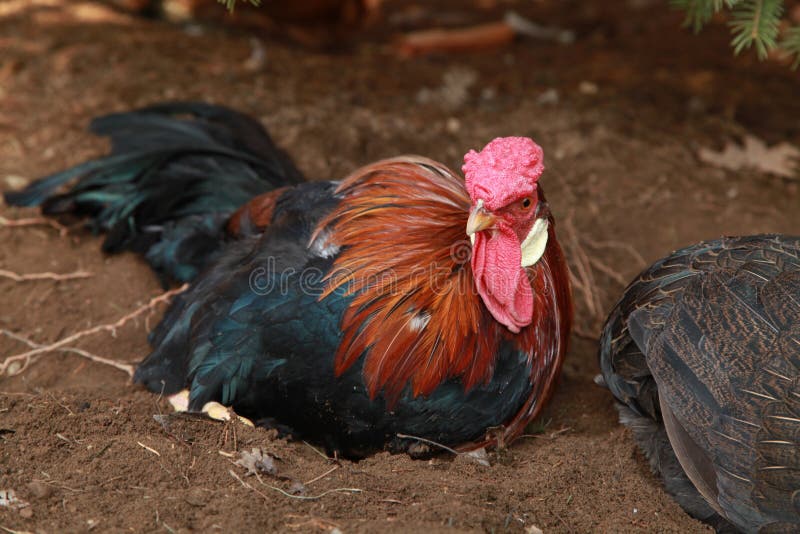 Rooster at Rest stock photo. Image of rooster, talon - 22711664