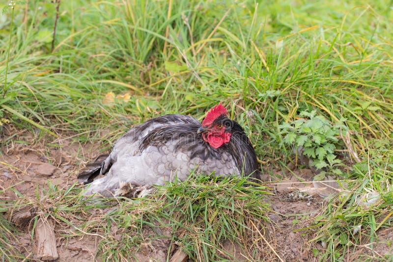 Rooster at Rest stock photo. Image of rooster, talon - 22711664