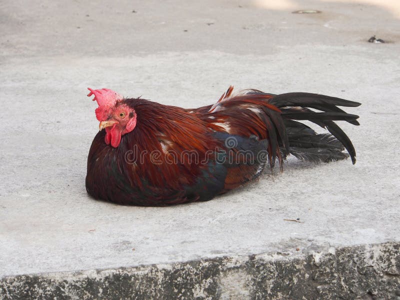 Rooster and Hen Lie Resting on Snow in Wintery Landscape. Stock Image ...