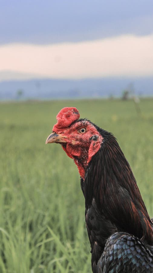 A Rooster in a Rice Field Sunny Afternoon Stock Image - Image of ...