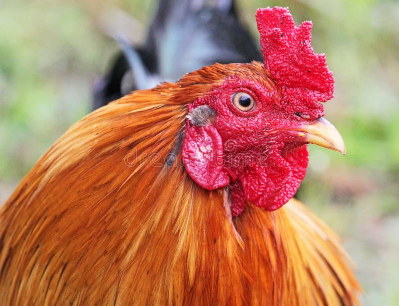 Rooster in right profile stock image. Image of animal - 79646551