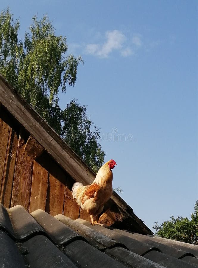 The Rooster on the Roof stock photo. Image of cloud - 227458362