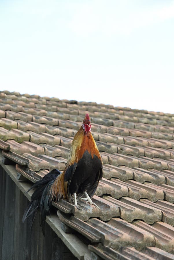 Rooster on Rooftop stock photo. Image of sunrise, rural - 13272858