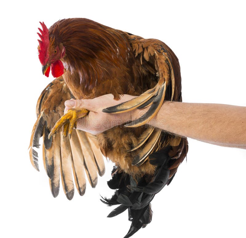 Rooster stock image. Image of brown, meat, alive, shot - 98718559