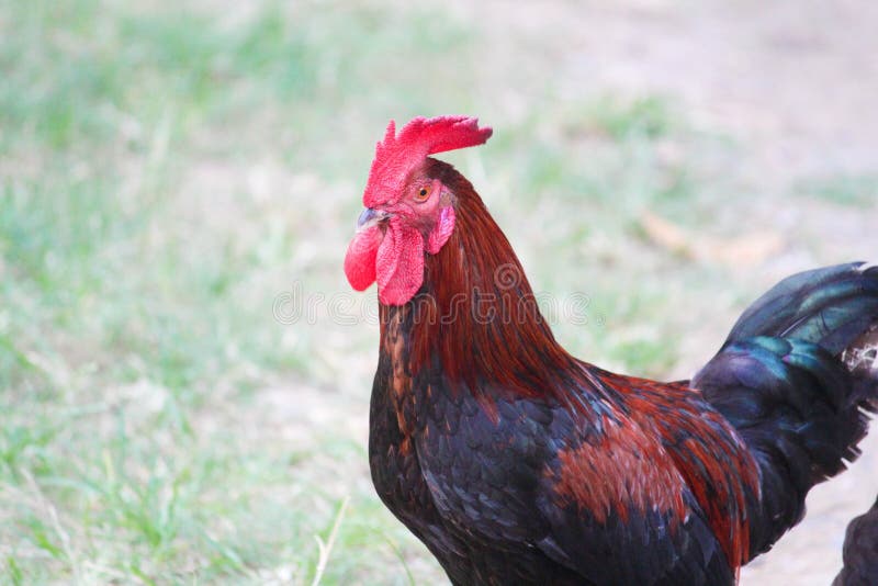 Rooster stock image. Image of rooster, poultry, field - 259416537