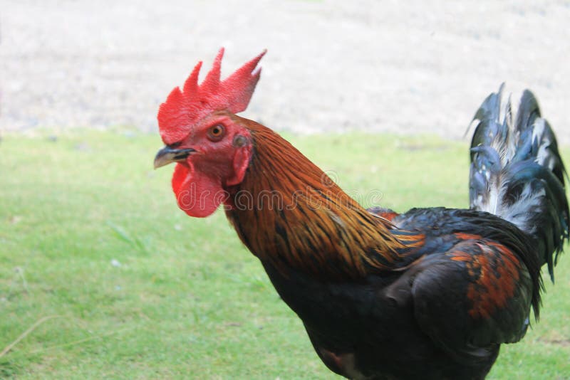 A rooster stock photo. Image of rooster, bird, ducks - 204812642