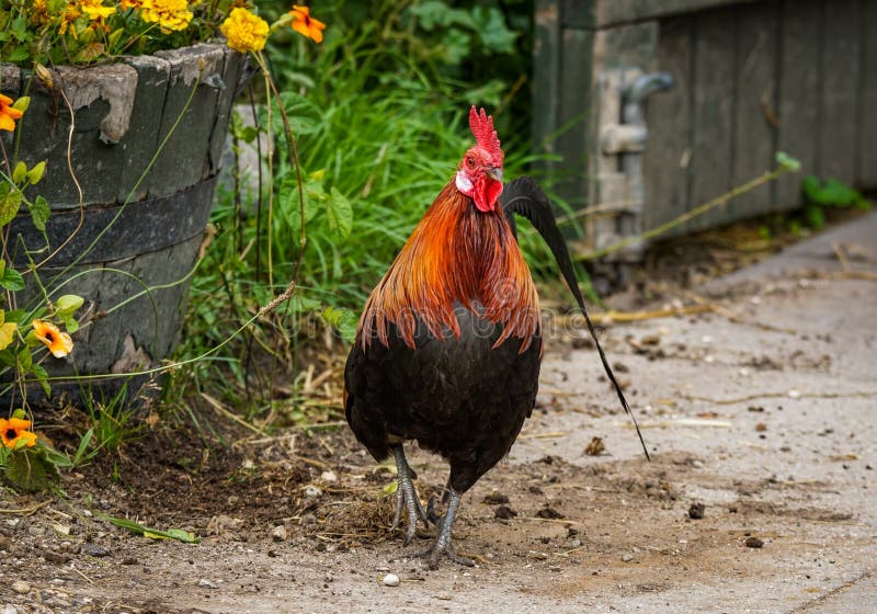 Hen running at the farm stock photo. Image of agriculture - 32099962
