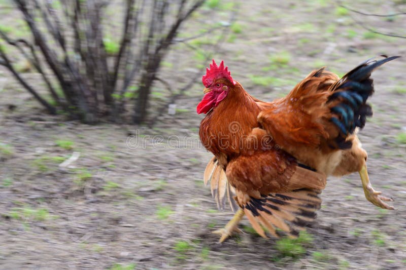 Rooster running on grass stock photo. Image of green - 114452306