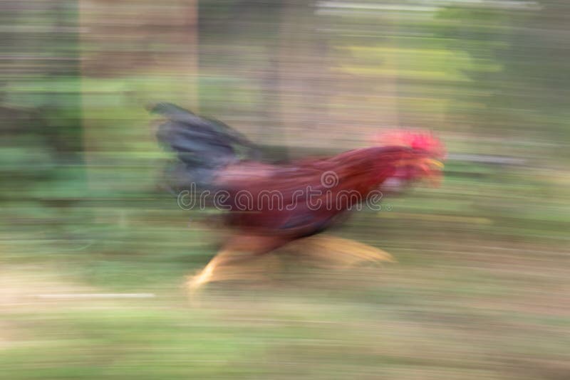 Rooster running stock photo. Image of household, fowl - 359991354