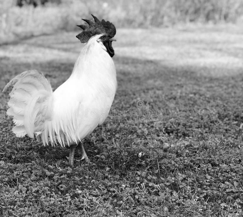 Running Hen . Rooster Or Chicken Jumping On To The Air. Black Rooster ...