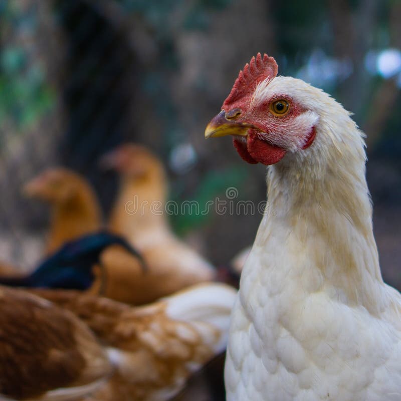Rooster`s Head Turning To Left Side Stock Photo - Image of rooster ...