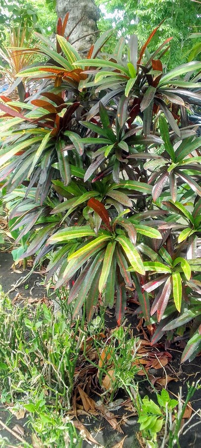 A Rooster S Tail Tree with a Unique Leaf Texture and Beautiful Good for ...