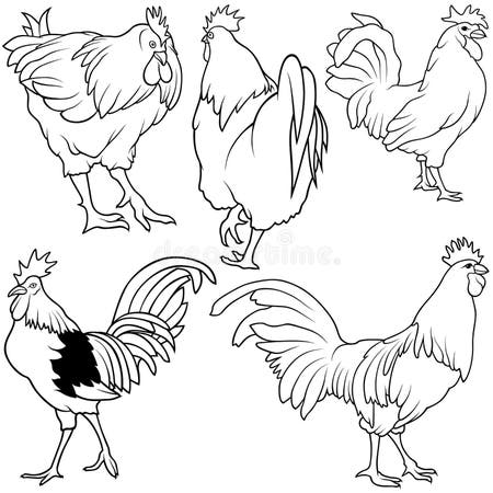 Rooster Outline Stock Illustrations – 9,159 Rooster Outline Stock ...